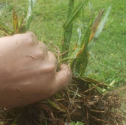 What is Goosegrass? – West Lawn Care LLC